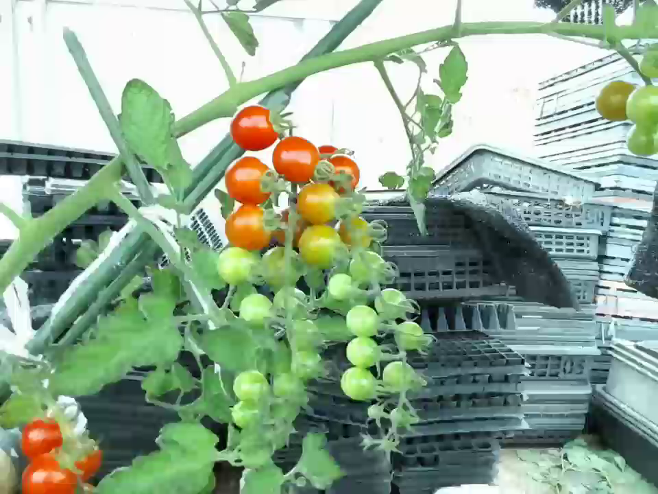 tomato Object Detection Dataset by project-mtjqr