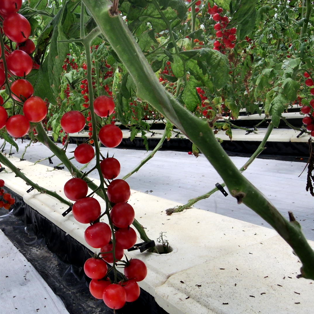 TOMATO Instance Segmentation Dataset by buzhidao