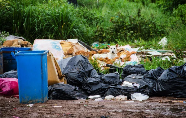5 Garbage Detection Object Detection Dataset By Universidad Carlos Iii