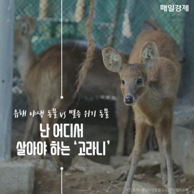 deer Object Detection Dataset by RE