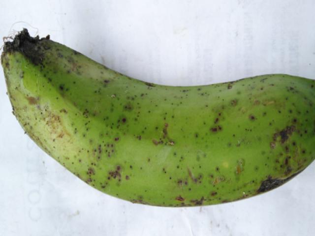 Banana 6 Class Object Detection Dataset And Pre Trained Model By Banana