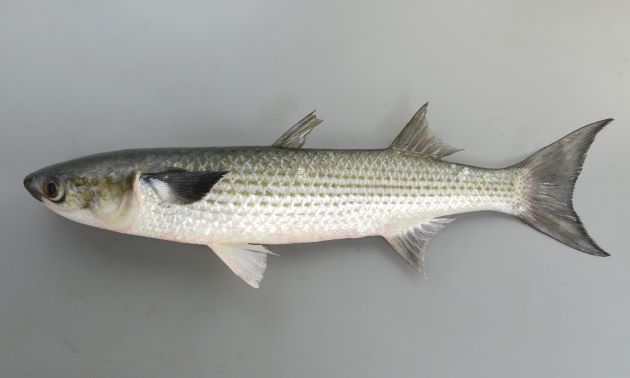 YOLO FISH Object Detection Dataset and Pre-Trained Model by ...