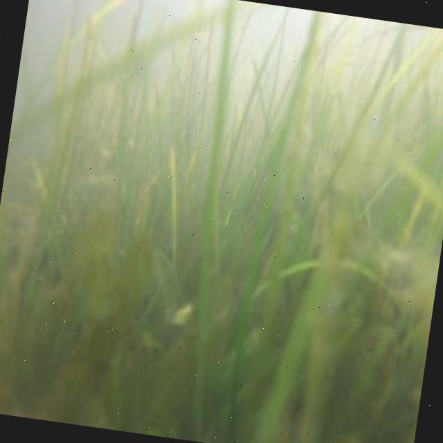 Seaweed New V Object Detection Dataset By Trial