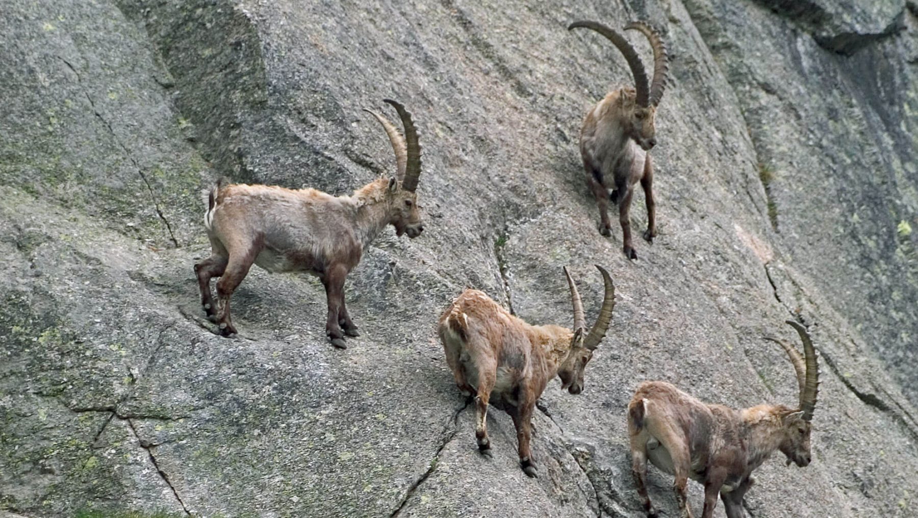 Top Caprinae Datasets and Models | Roboflow Universe