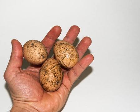 Egg Quality Grading Object Detection Model by Egg Quality Grading