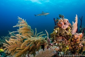 Techwiz (techwiz-wbywj) - Roboflow Universe