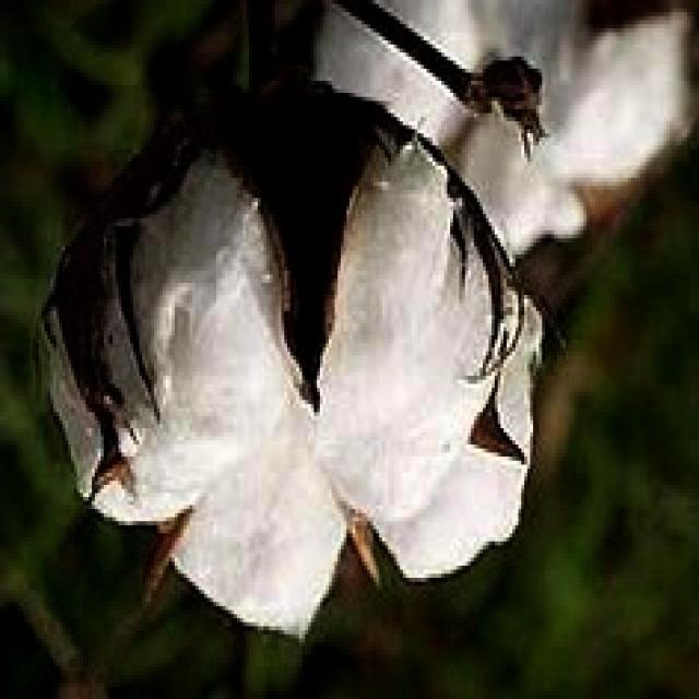 cotton_5_class Object Detection Model by Abhimanyu Kanase