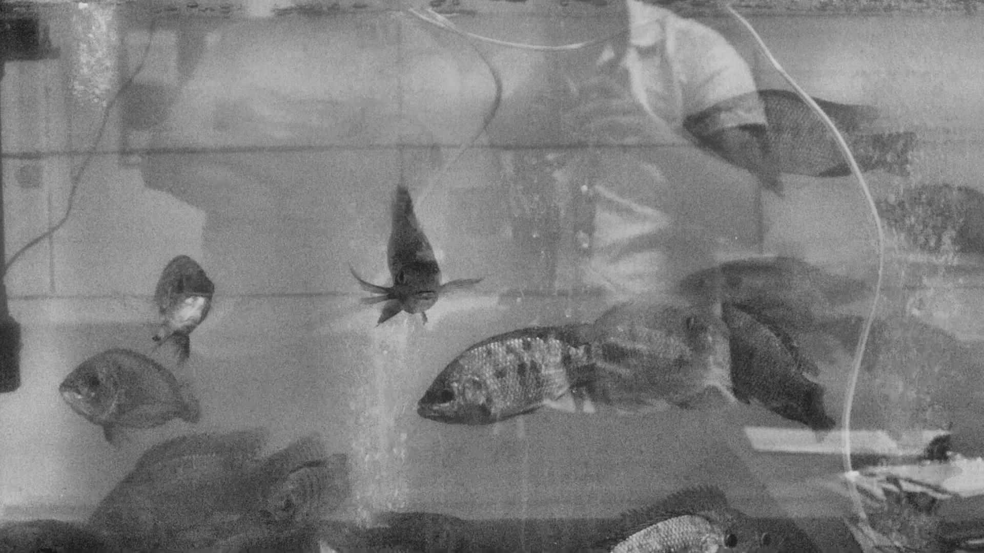 Tilapia Object Detection Dataset by Tilapia