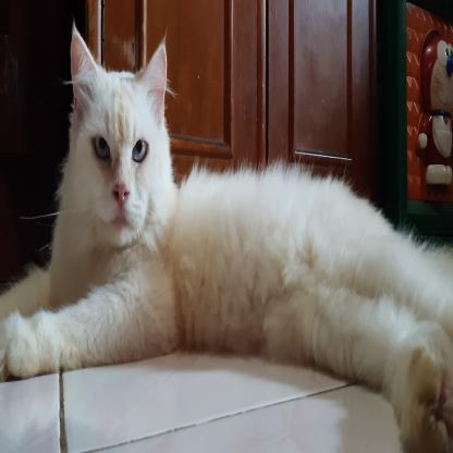 3A_GROUP 4 Object Detection Model by Polinema