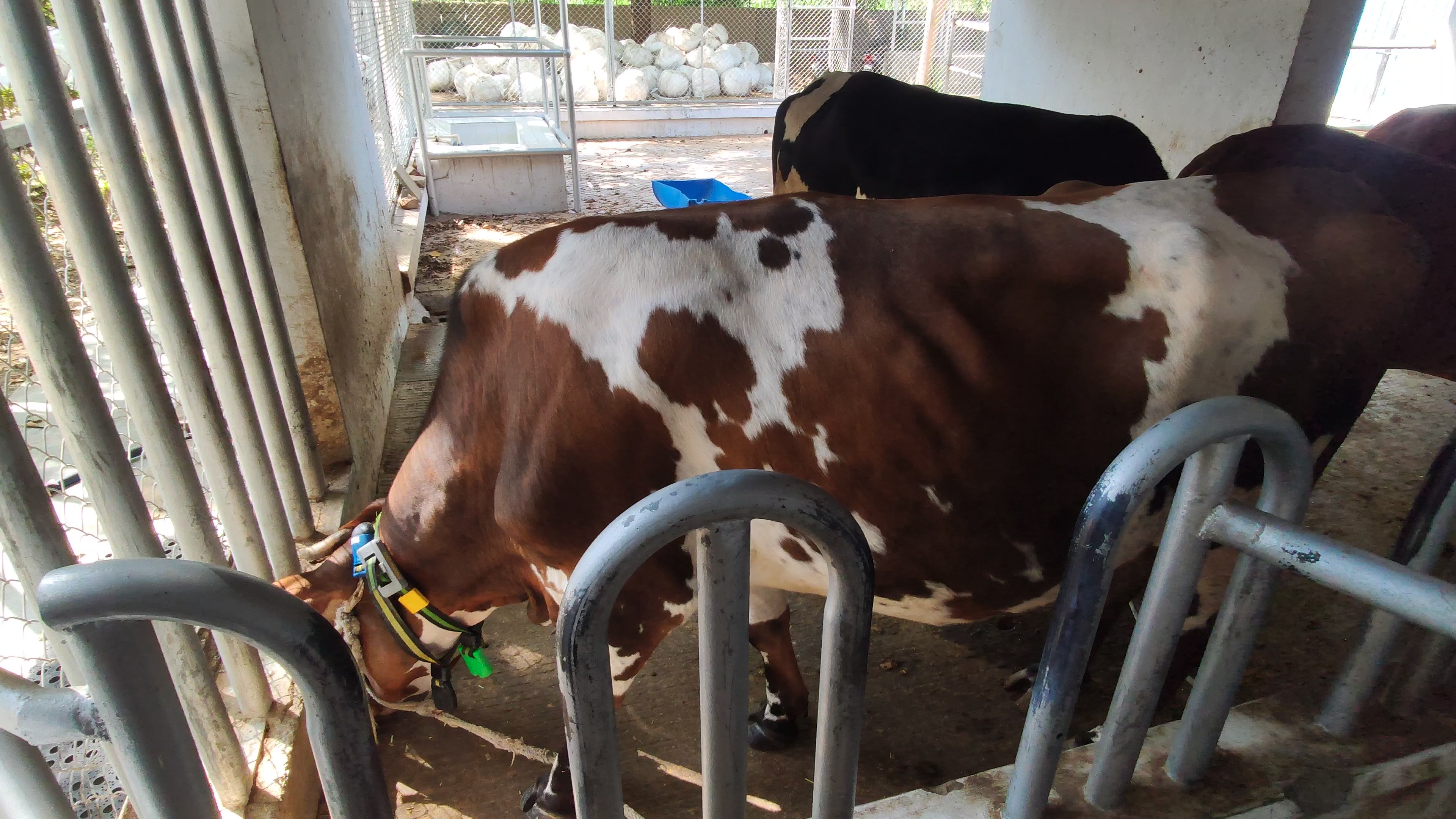 cow_data_ Object Detection Dataset and Pre-Trained Model by Dev