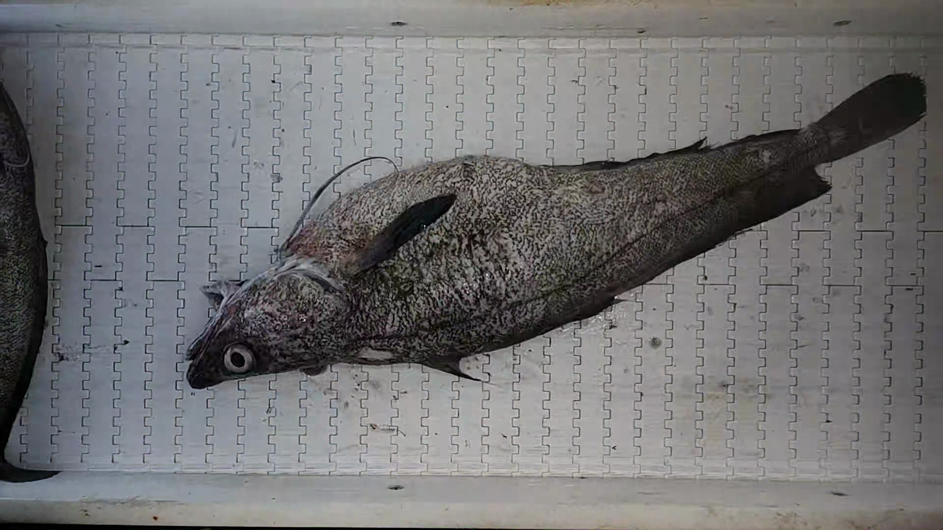 Fish Species Identification Object Detection Model by Project Fish