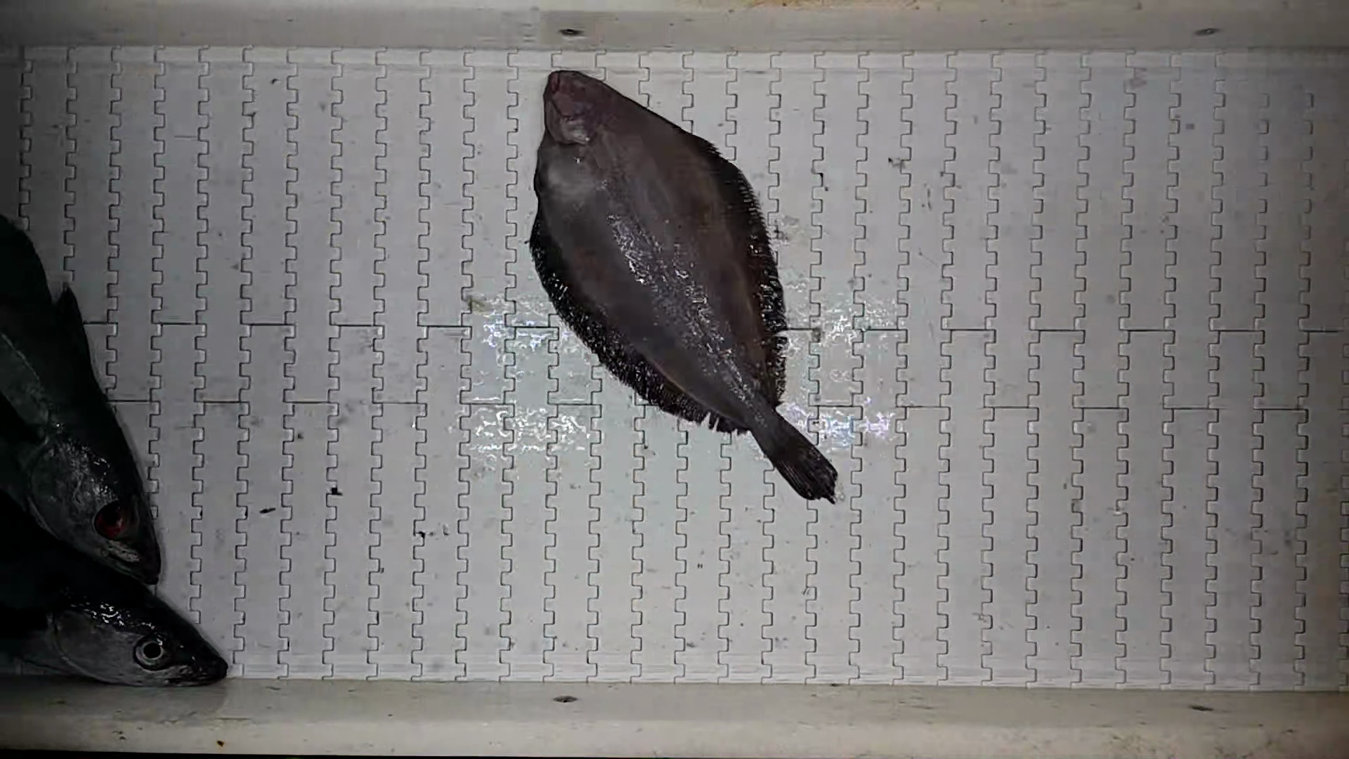 Fish Species Object Detection Dataset by Project Fish