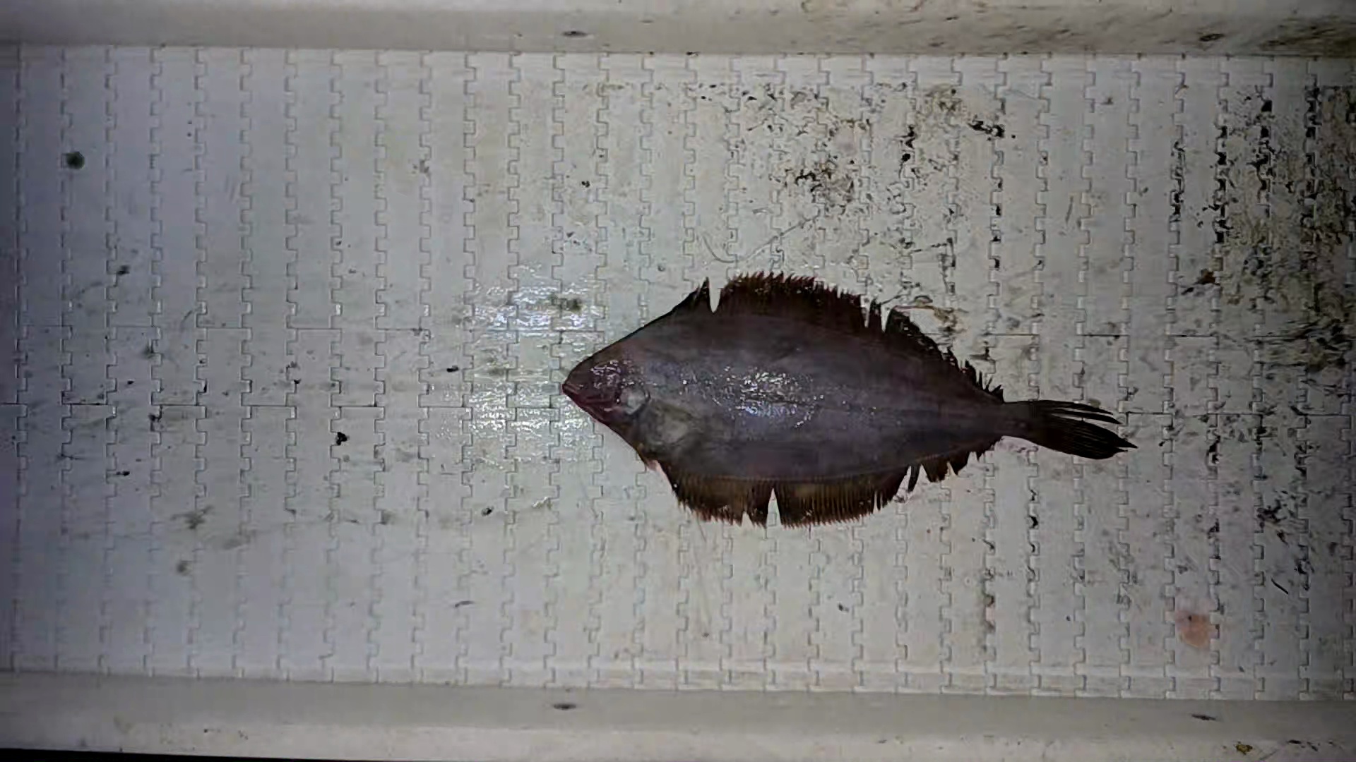 Project Fish (project-fish-eqo9c) - Roboflow Universe