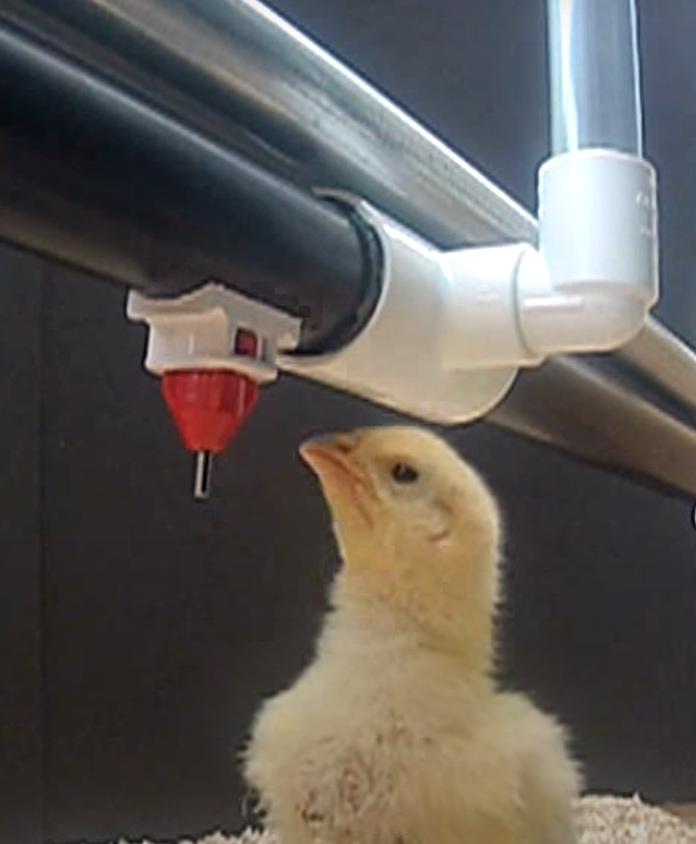 Chicken Activity Object Detection Dataset And Pre Trained Model By