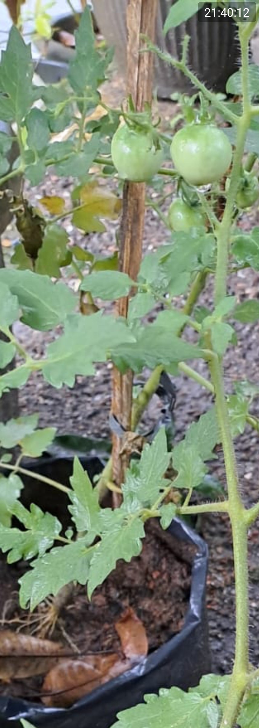 Tomato Diseases Object Detection Dataset V5 2024 09 14 6 14am By Riafky
