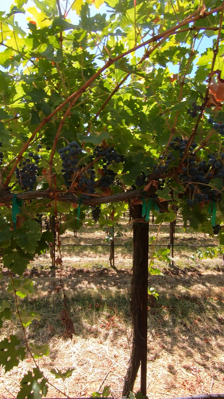 Grape Object Detection Dataset by i savas