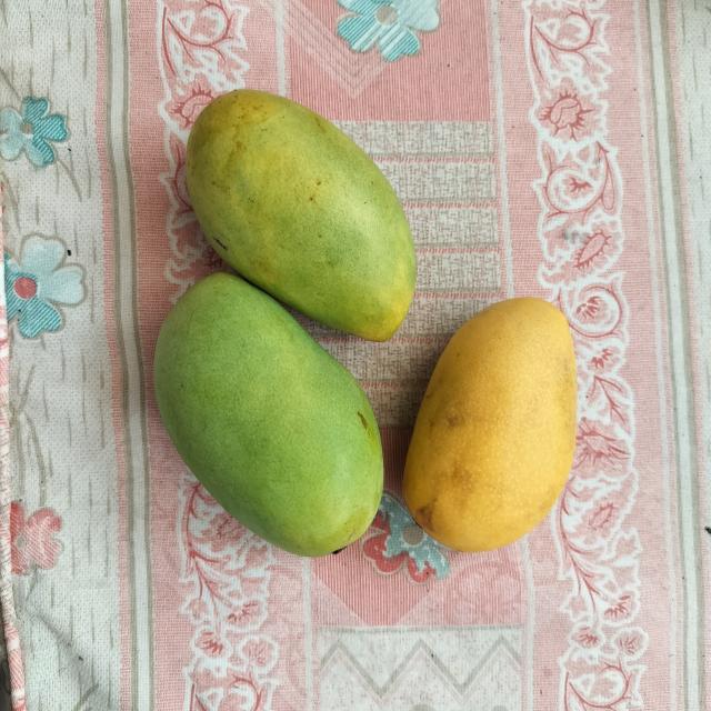 Mango 2 Object Detection Dataset and Pre-Trained Model by tomato