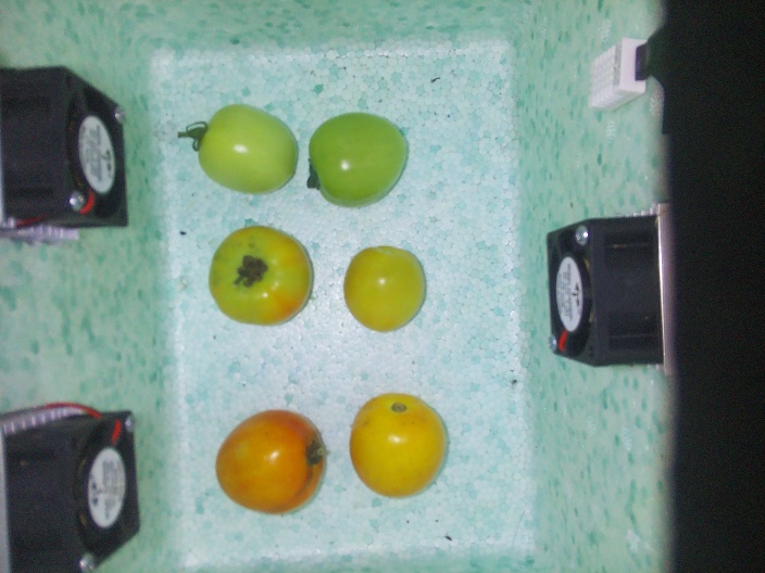 Fruit Dataset Tomato Object Detection Dataset And Pre Trained Model By Tomato