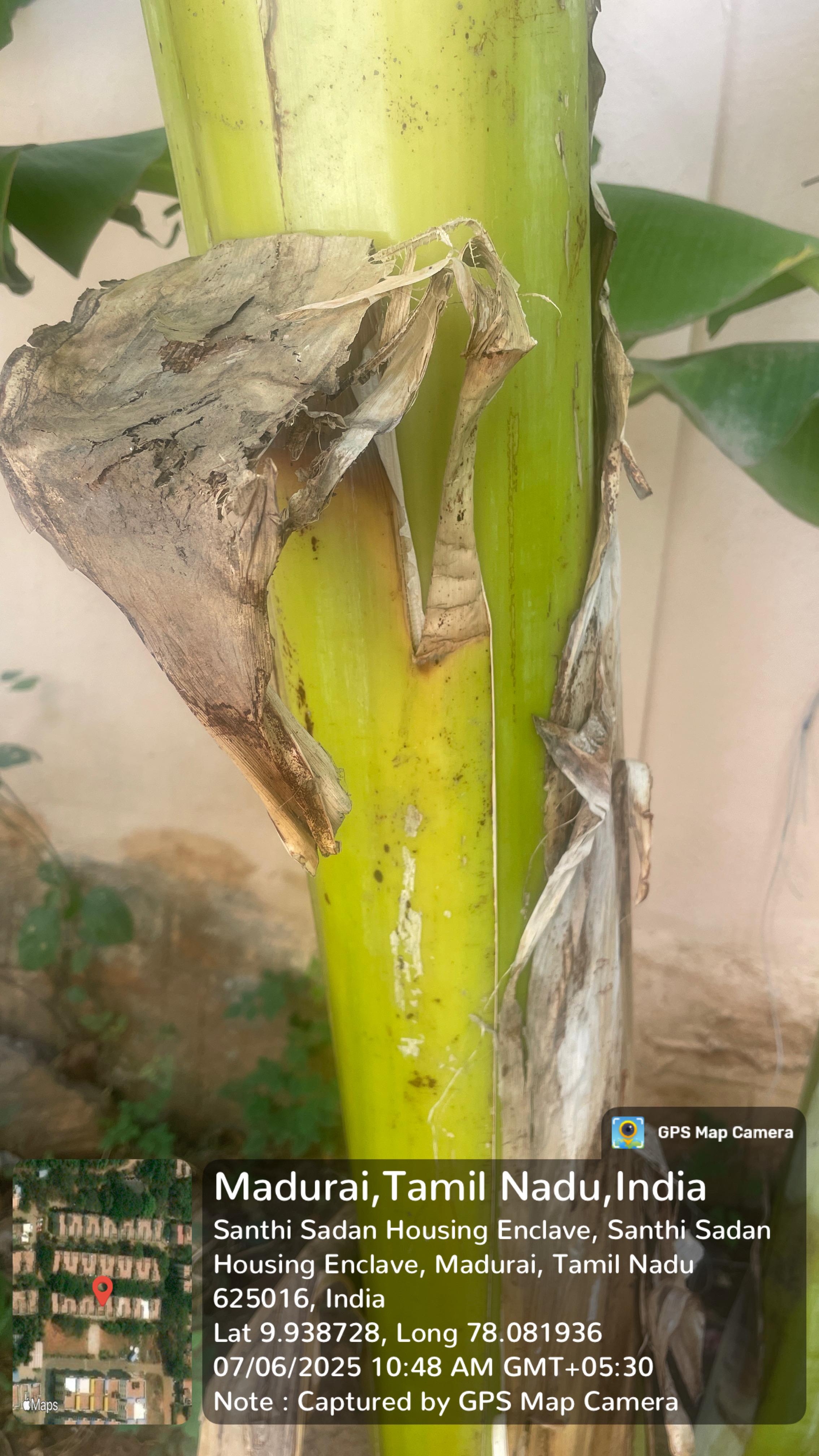 Tree Bark Identification Classification Model By Bhagya