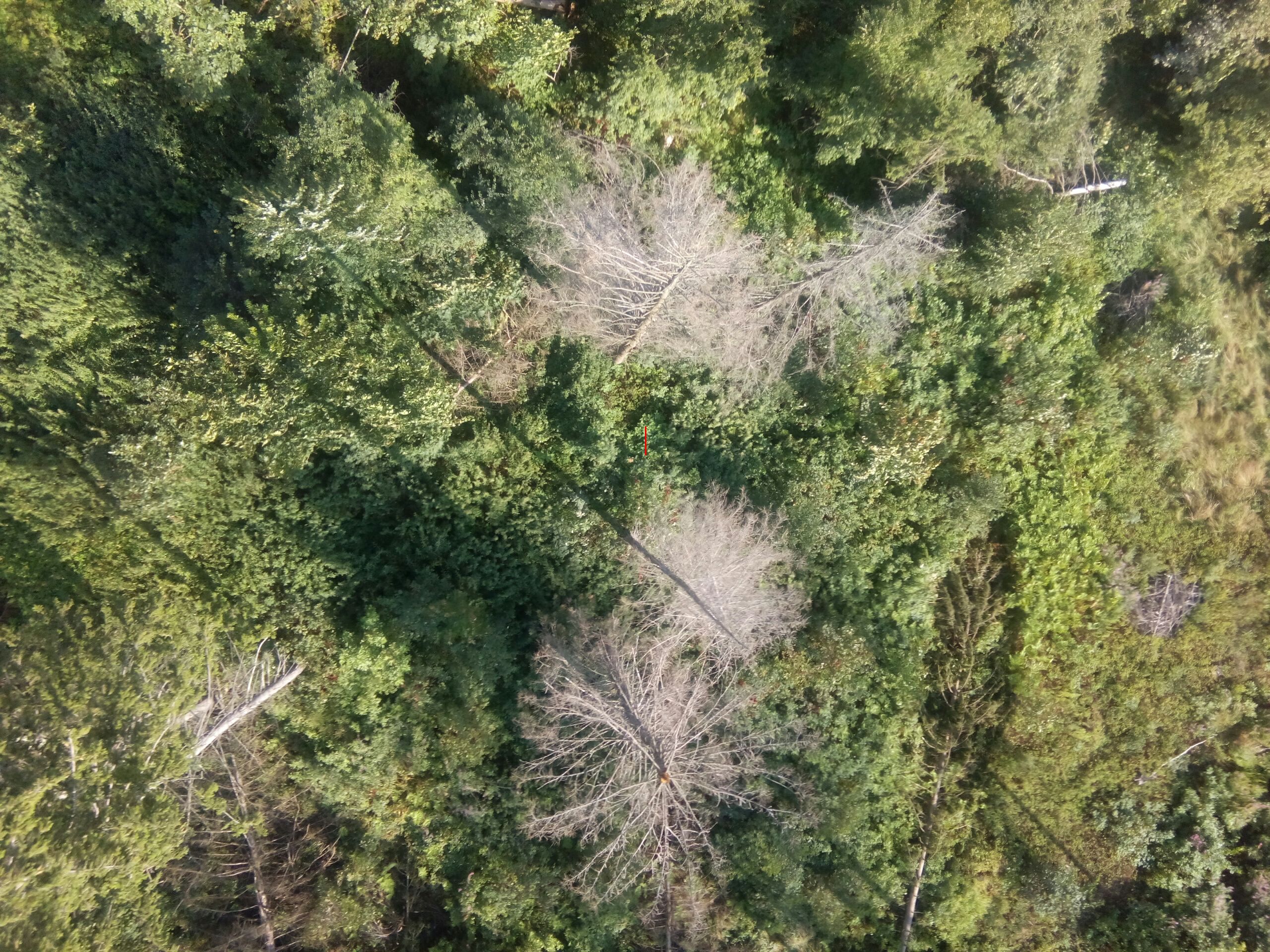 Labeling Object Detection Model by labeling