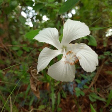 flowers Object Detection Model by Ananyas