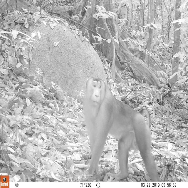 Pasoh Camera Object Detection Dataset by Shahfiz