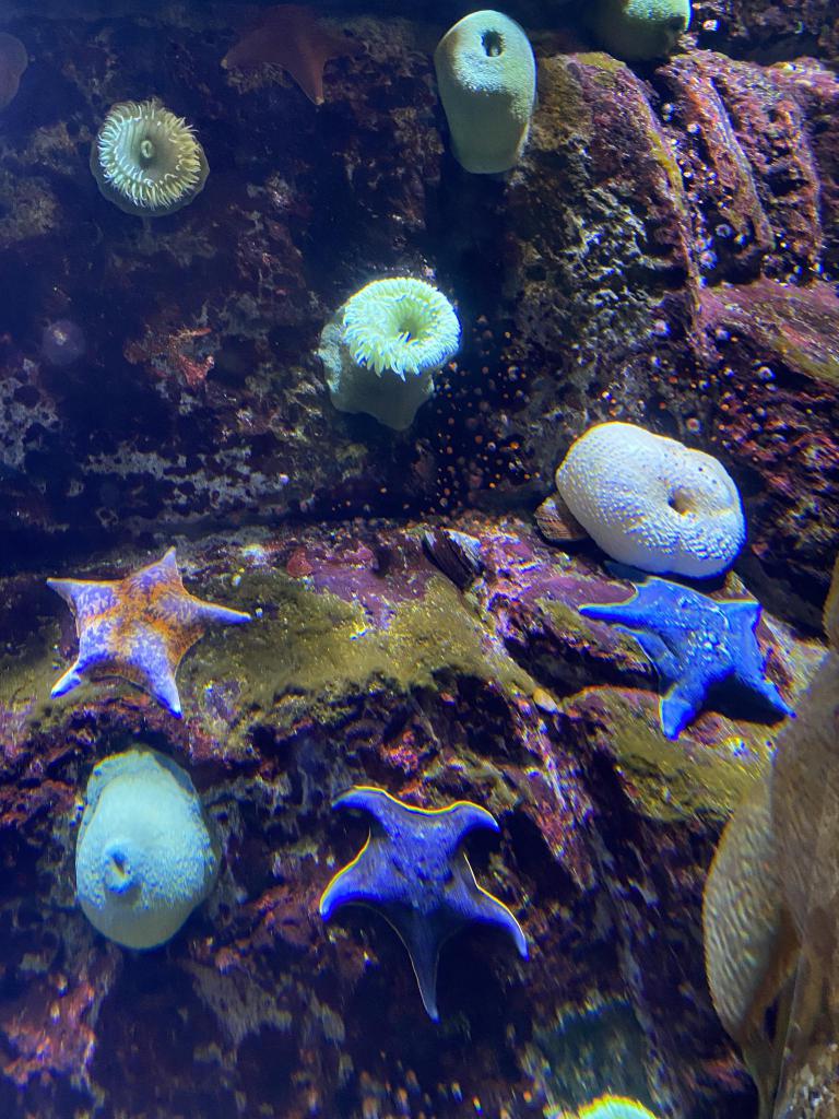 Underwater object detection Object Detection Dataset by Object Detections