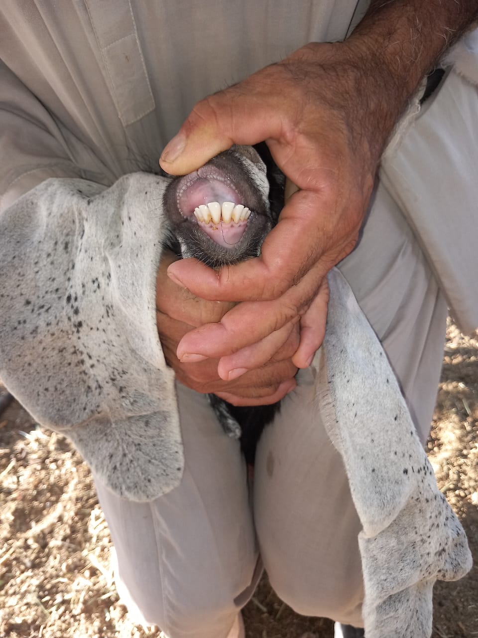 sheep Object Detection Dataset by sheep