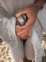 sheep (sheep-pnisz) - Roboflow Universe