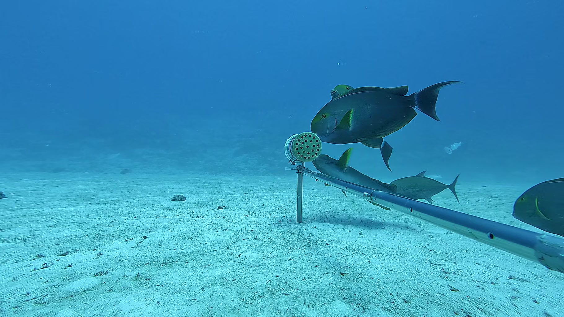 Sey_Beri Object Detection Dataset by FishExp