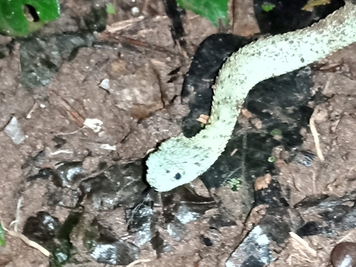 Snake Species Detection Object Detection Dataset and Pre-Trained Model ...