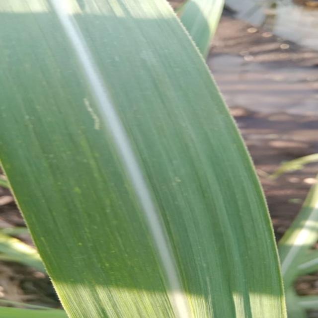 Sugarcane Leaf Detection Object Detection Dataset By Determined