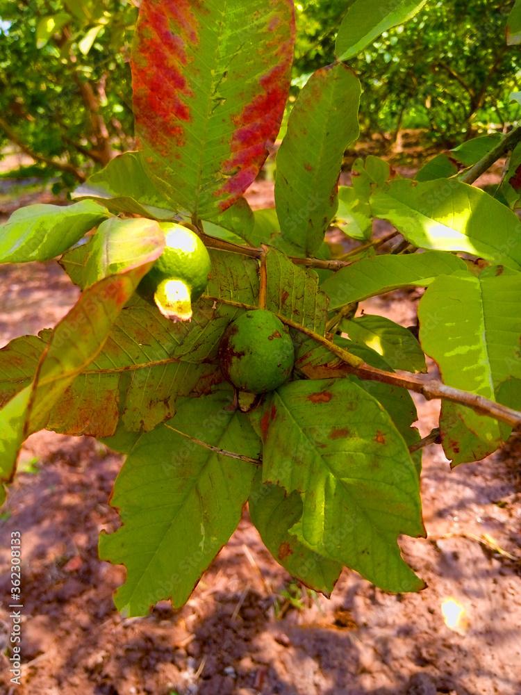 Guava Annotation Instance Segmentation Dataset And Pre Trained Model By Guavaannotation