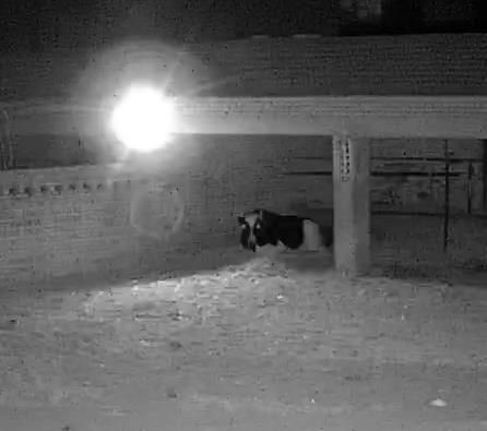 cow_detection Object Detection Dataset by Narendra