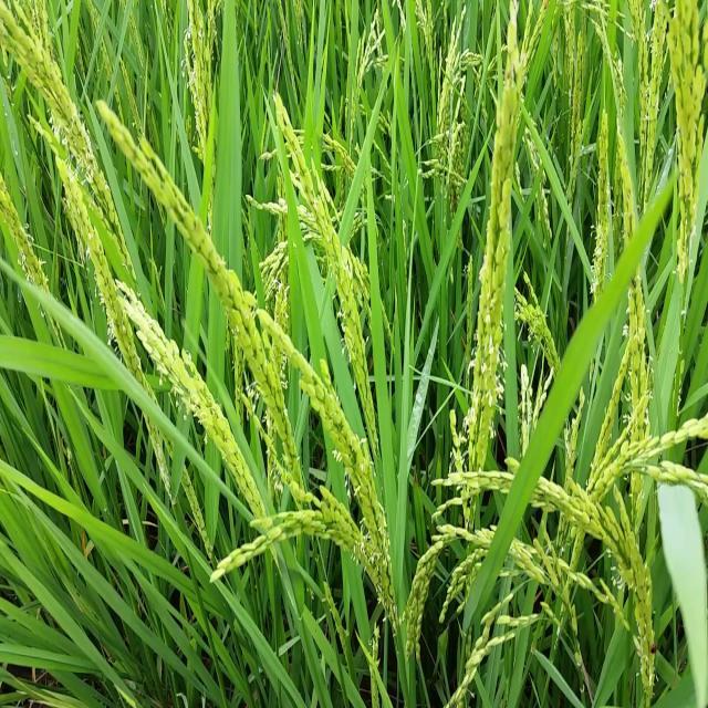 Rice plant Health Check Object Detection Model by Team Rice Plant