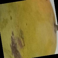 Mango Yolov8 - Roboflow Universe