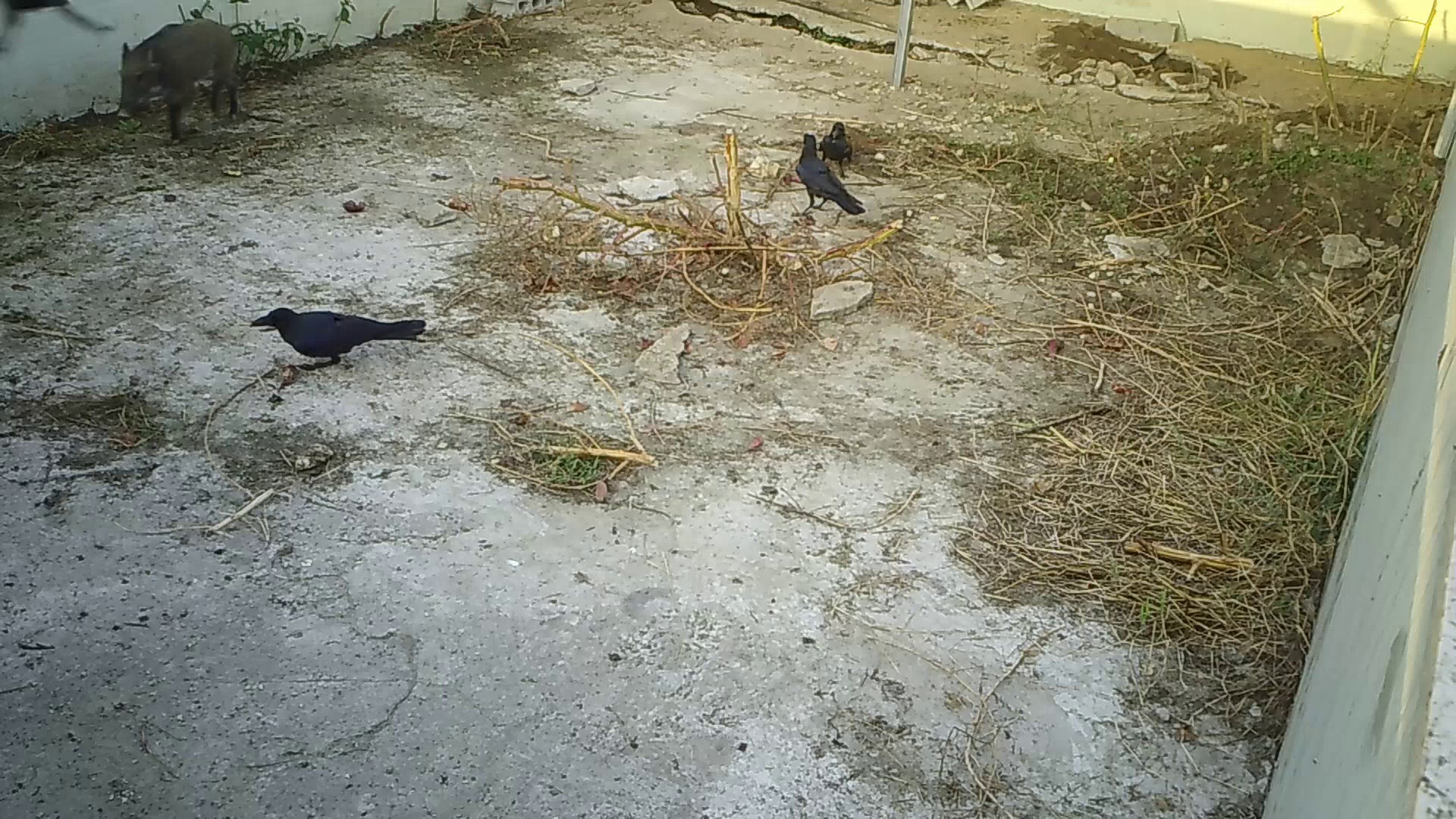 boar Object Detection Dataset by workspace