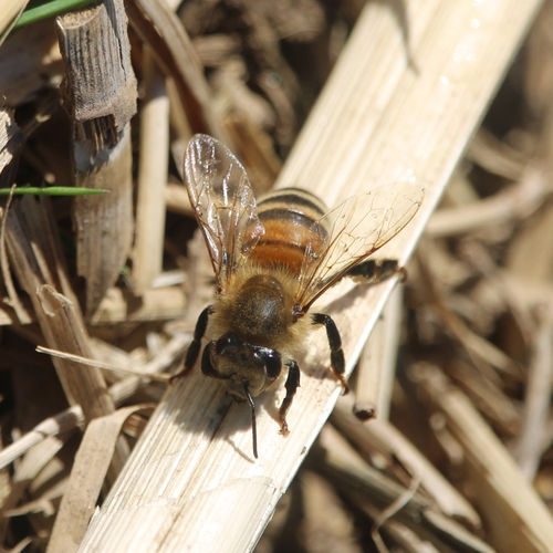 Apis_Inaturalist_2 Object Detection Dataset by ApisInaturalist2