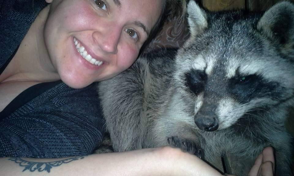 Raccoon Example Object Detection Dataset And Pre Trained Model By Test