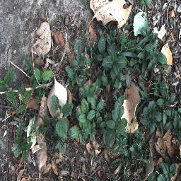 How to Use the weed and crop detection Object Detection API