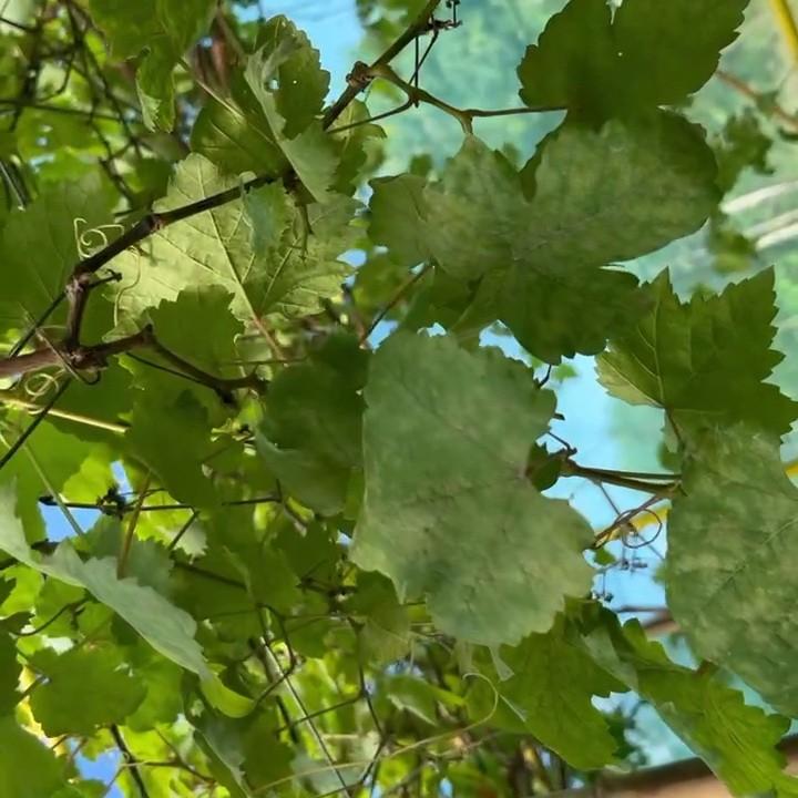 Diseases-of-Grape-Leaves Instance Segmentation Dataset by THESIS