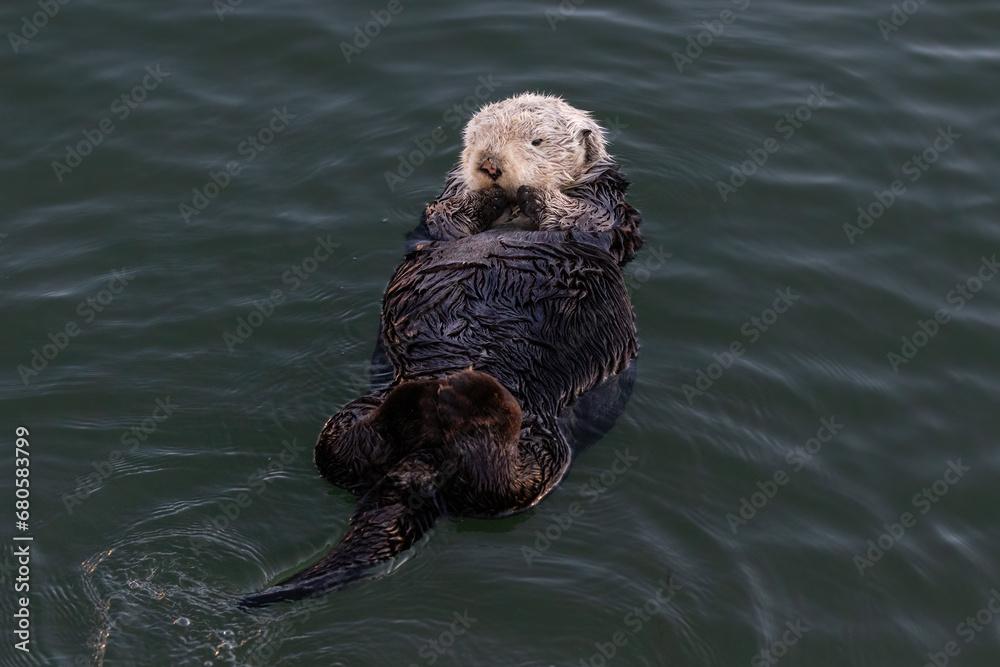 otter Object Detection Model by school