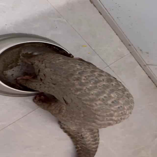 pangolin_sacles(2) Instance Segmentation Dataset by the advanced lab