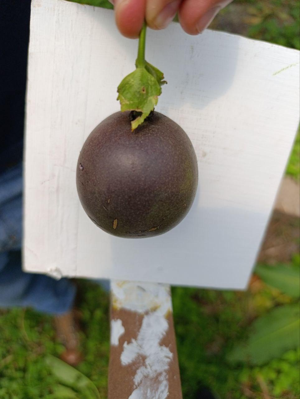 gulupa 2 Instance Segmentation Dataset by Gulupa