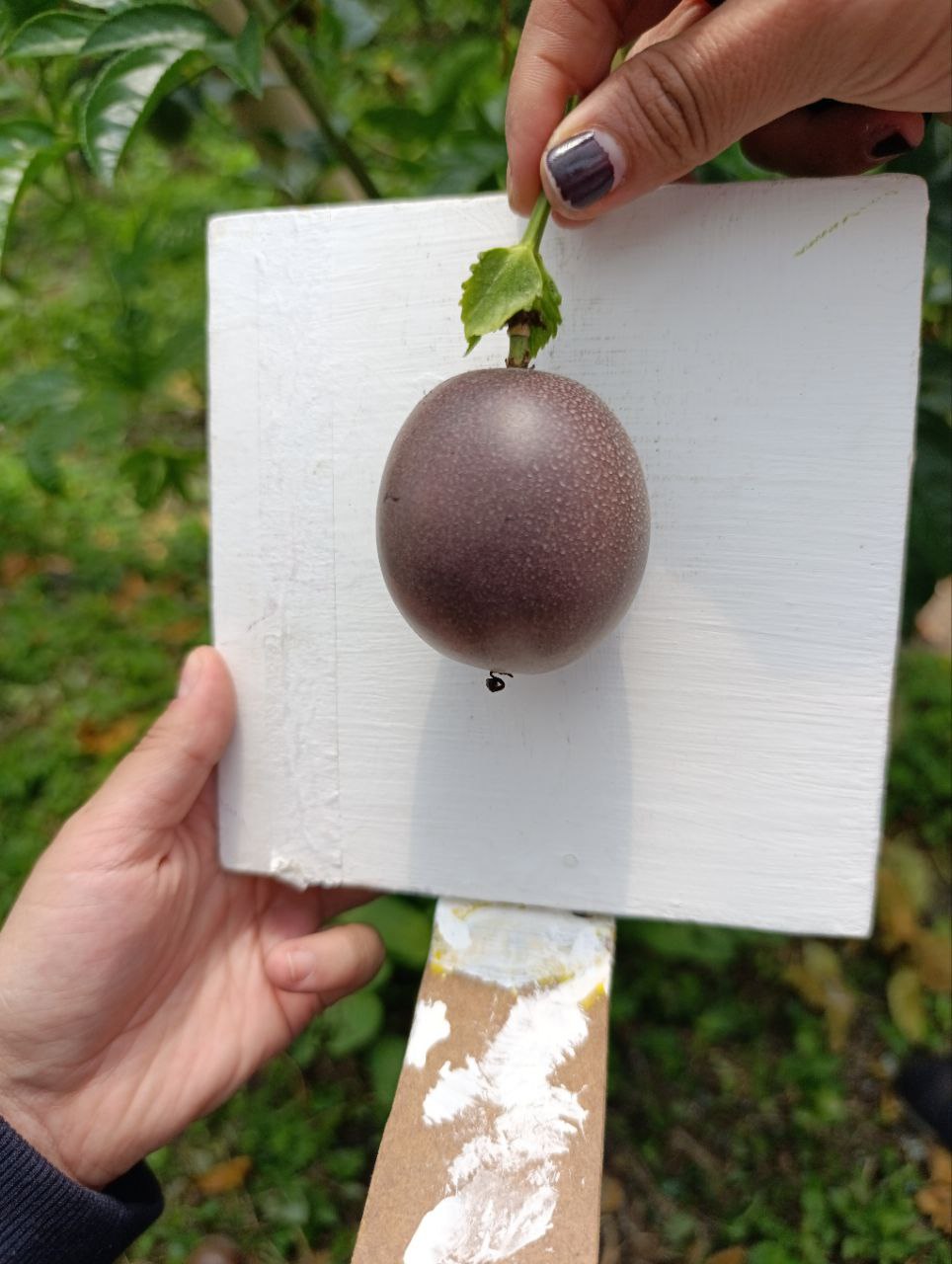 Gulupa - Roboflow Universe