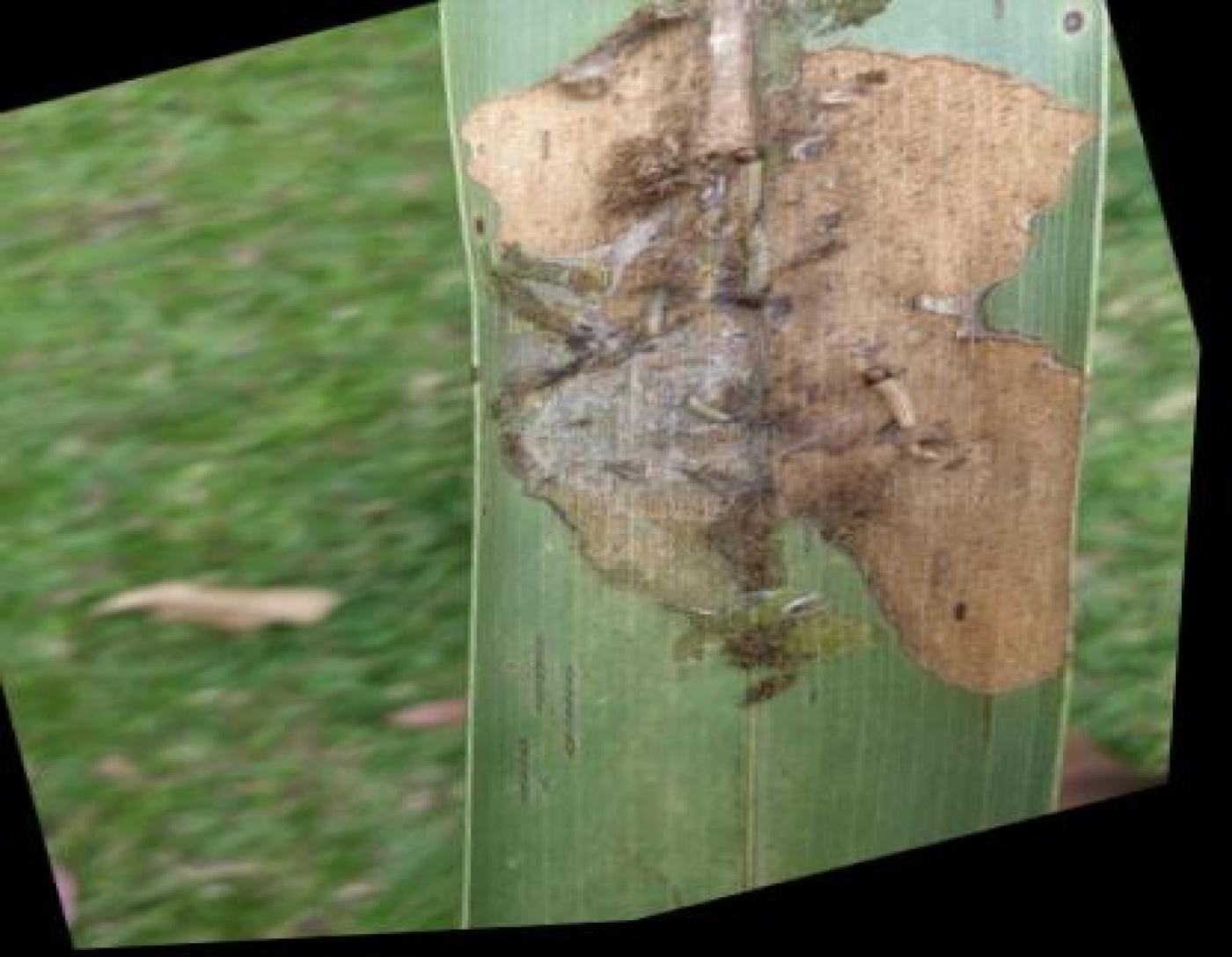 caterpiller-detection Object Detection Model by Pasinduni Pabasara