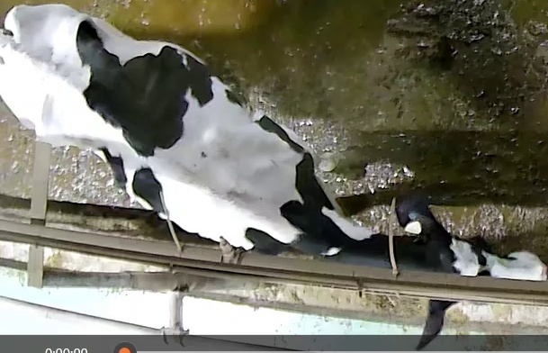 Cows Instance Segmentation Instance Segmentation Dataset By Cow