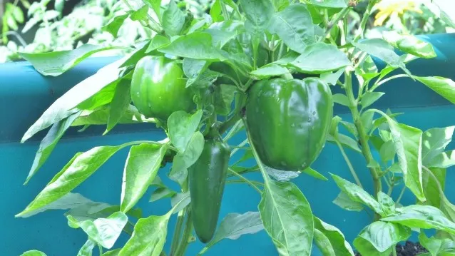 capsicum Object Detection Dataset and Pre-Trained Model by objectdetection