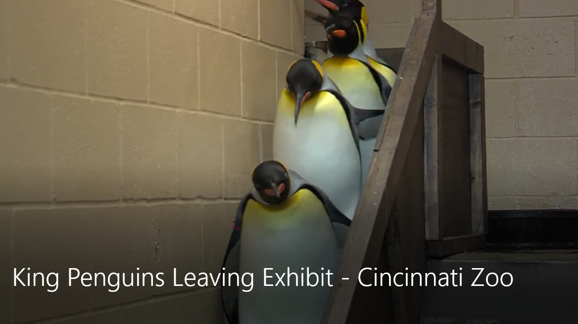 Penguin Object Detection Dataset by anhoang