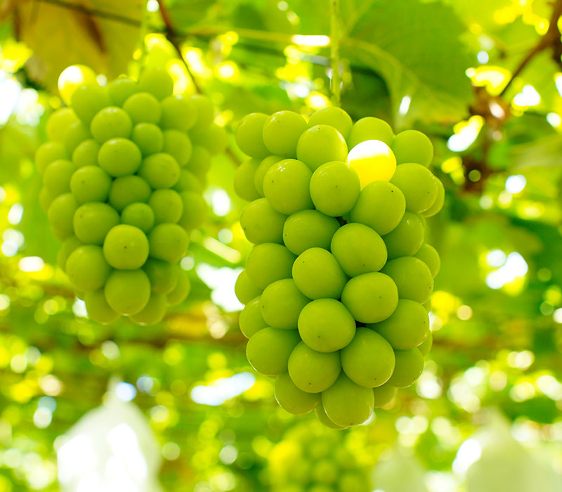 grapes-101 Object Detection Dataset and Pre-Trained Model by abdulla